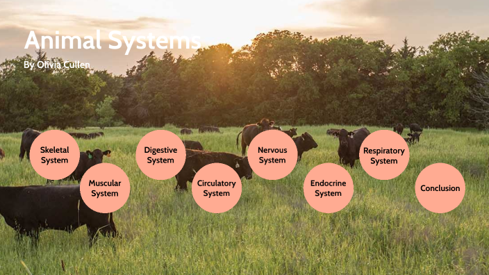 Animal Systems by Olivia Cullen on Prezi