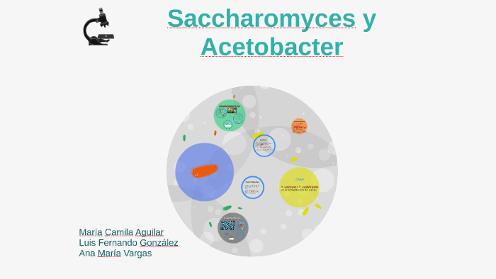 Saccharomyces sp. y Acetobacter sp. by Ana Vargas on Prezi