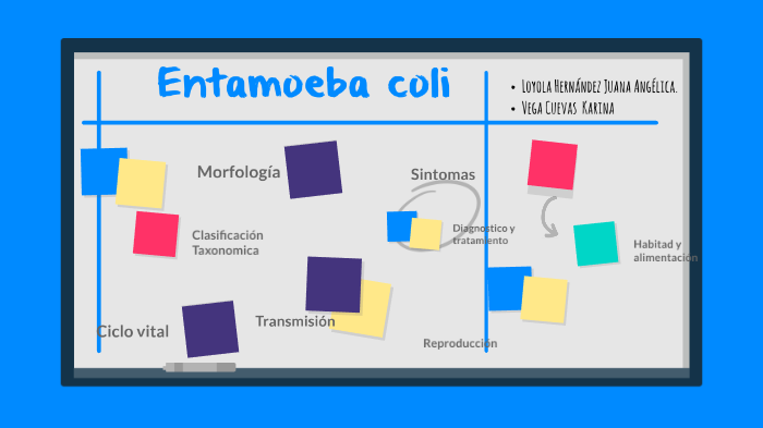 Entamoeba coli by angelica loyola on Prezi