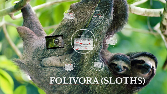 FOLIVORA (SLOTHS) by Karina Abarca on Prezi