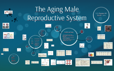 The Aging Male Reproductive System by Bruce Bracken on Prezi