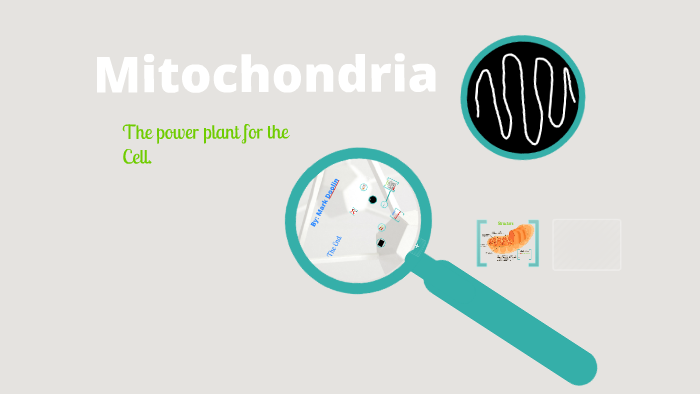 Mitochondria by Mark Doolin on Prezi
