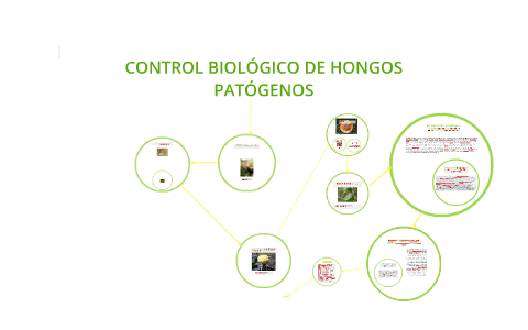 CONTROL BIOLÓGICO DE HONGOS PATOGENOS by Maria Fernanda Bermeö on Prezi