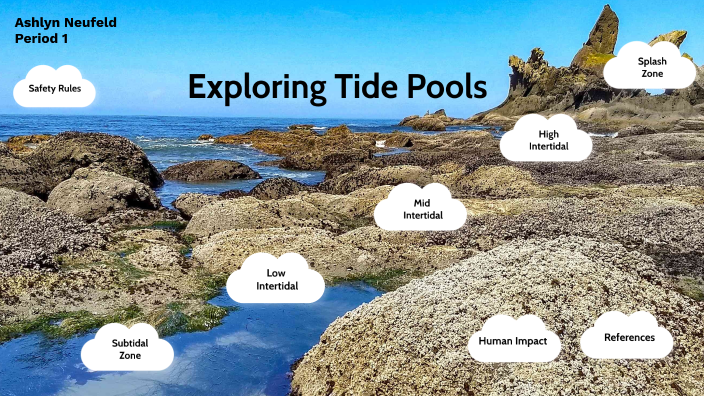 Tide Pool Presentation by ashlyn neufeld on Prezi