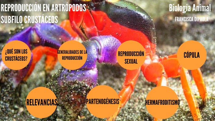 Reproduccion de Artropodos.Crustaceos by Francisca Dipaola on Prezi