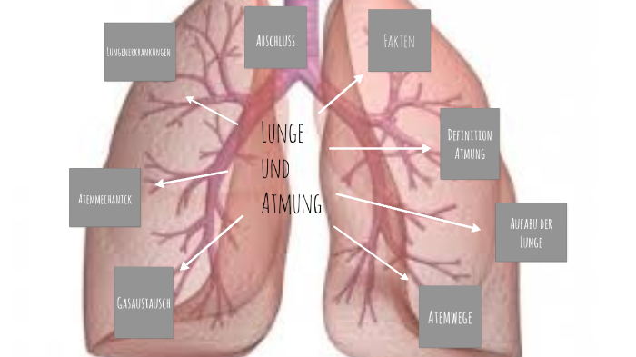 Lunge und Atmung by Marie Saliger on Prezi