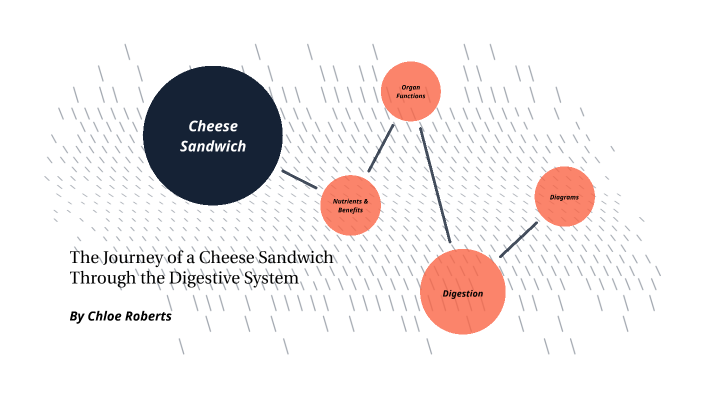 Cheese Sandwich Digestion by Designer Cool on Prezi