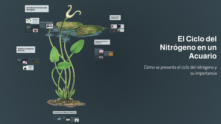 El Ciclo del Nitrógeno en un Acuario by Jose luis Becerra garrido on Prezi