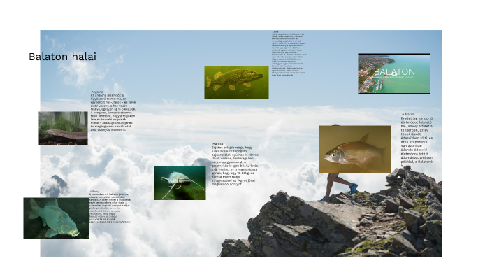 balaton halai by Ervin Leidl on Prezi