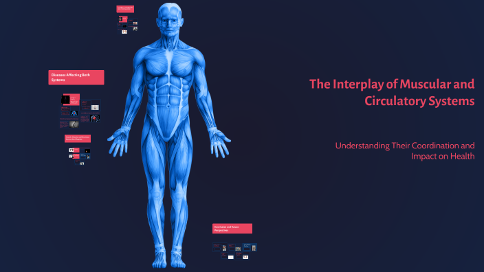 The Interplay of Muscular and Circulatory Systems by Dayanara lopez on ...