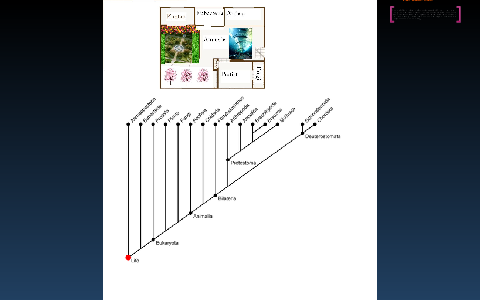 AP Biology Phylogeny Museum Project by Natanael Santos on Prezi