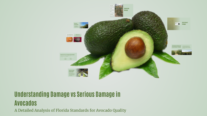 Understanding Damage vs Serious Damage in Avocados by Luis Uribe on Prezi