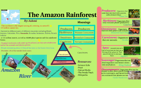 The Amazon Rainforest by Ashmi Shah on Prezi
