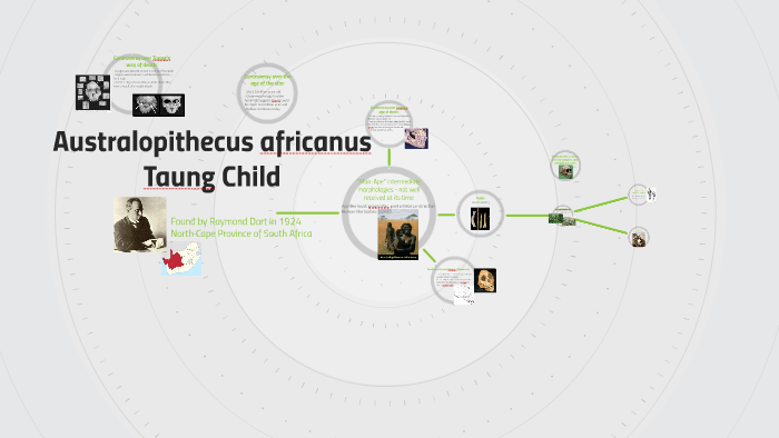 Australopithecus africanus Taung Child by Evan Dir on Prezi