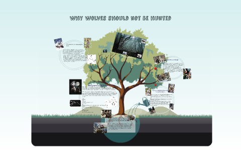 why wolves should not be hunted by kathleen gregory on Prezi