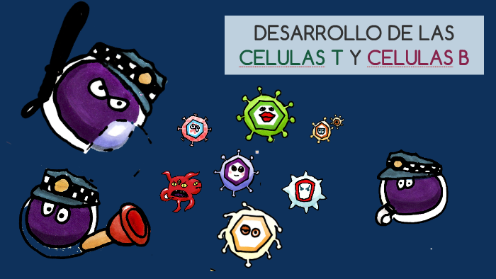 Desarrollo De Celulas T Y Celulas B By Nathalí Bencosme On Prezi