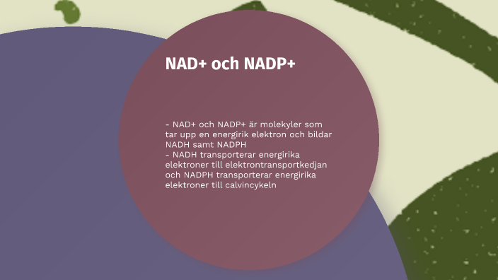 Cellandning och Fotosyntes by Alva Nyholm on Prezi