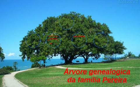 Árvore genealogica da familia pereira by Kamila Bendini on Prezi