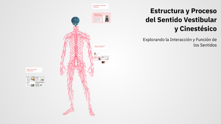 Estructura y Proceso del Sentido Vestibular y Cinestésico by María ...