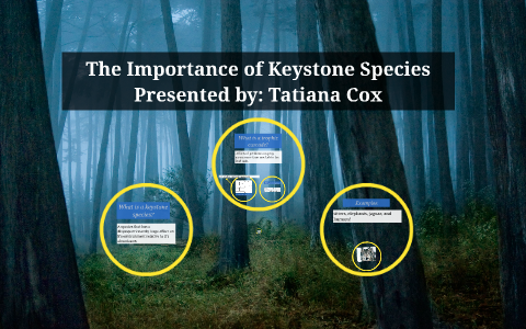 The Importance of Keystone Species by on Prezi