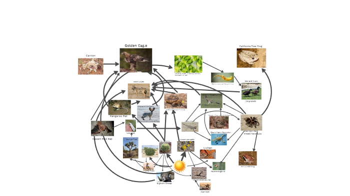 Joshua tree Food web by Diego Gonzales on Prezi