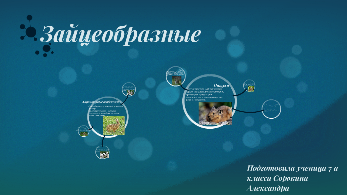 Зайцеобразные by Alice Jeon