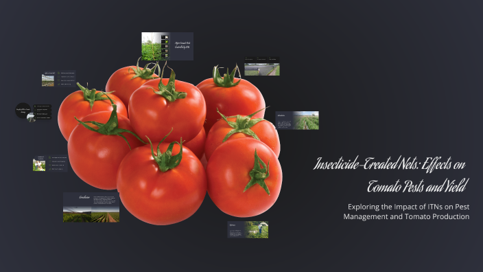 Insecticide-Treated Nets: Effects on Tomato Pests and Yield by Michaela ...
