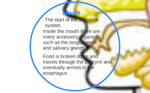 Digestive System by patrick martin on Prezi