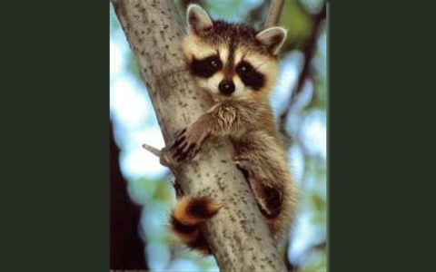 Evolution Of The Raccoon by Blake Lothert
