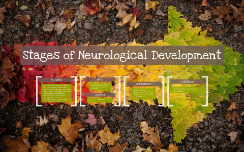 stages of neurological development by Jennifer Villacorta on Prezi