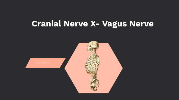 Vagus Nerve by Amy Holtom on Prezi