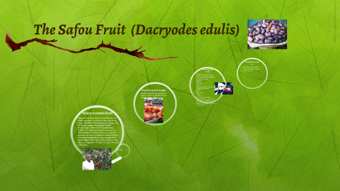 The Safou Fruit by christian hubbard on Prezi