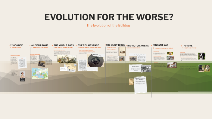 The Evolution of the Bulldog by Lindsay Conrad on Prezi