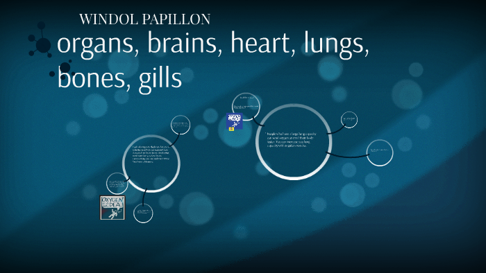 organs, brains, heart, lungs, bones, gills by windol papillon