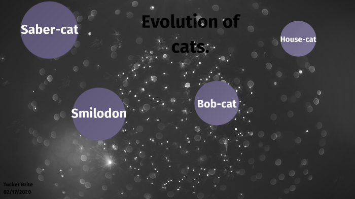 Evolution of the cat by Tucker Brite on Prezi