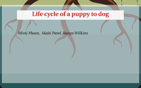 Life cycle by Toye Powell on Prezi