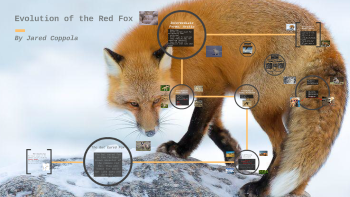 Evolution of the Fox by on Prezi