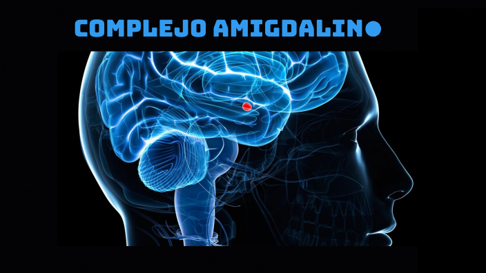 Complejo amigdalino by Carmen Luz Santos on Prezi