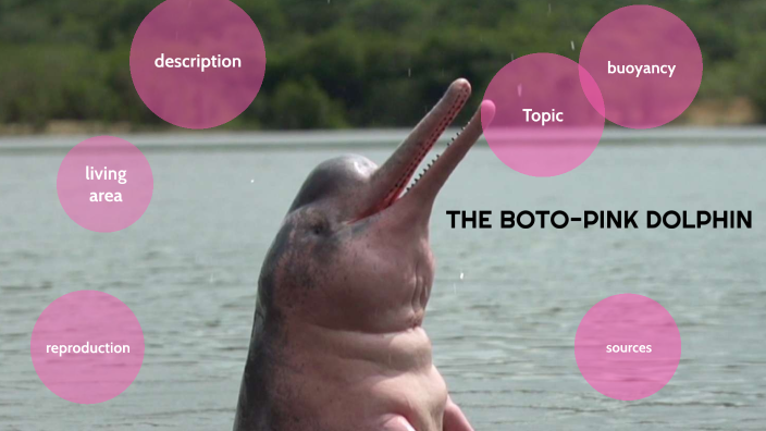 boto by BETTON MATHILDE on Prezi