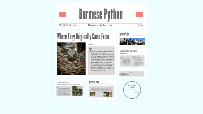 Burmese Python by Kylee Breon