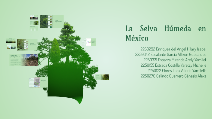 La Selva Húmeda en México: un ecosistema vital para el planeta by ...