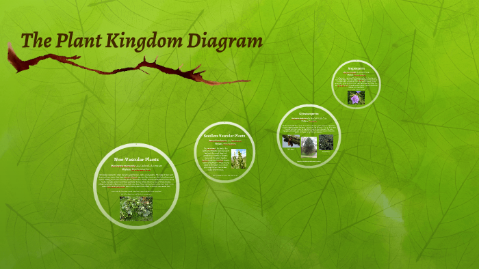 The Plant Kingdom Diagram by Kaylee Harcrow on Prezi