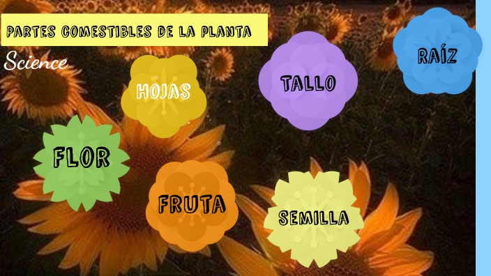 Partes comestible de la planta by CAROLINA MUÑOZ HIDALGO on Prezi