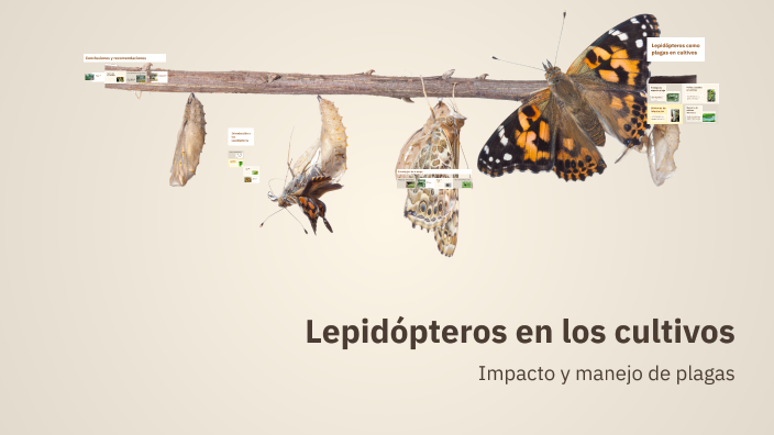 Lepidópteros en los cultivos by Sergio Raúl Gomez on Prezi