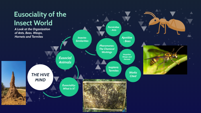 Eusociality in Insects Project by Derek Luecker on Prezi