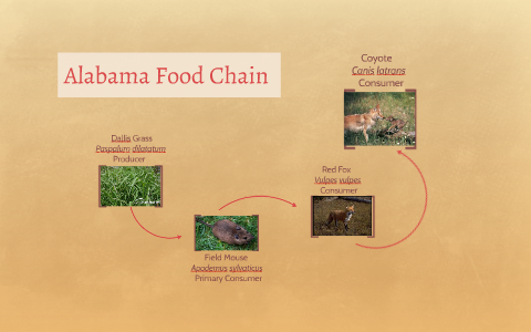 Alabama Food Chain by Jay H-worth on Prezi