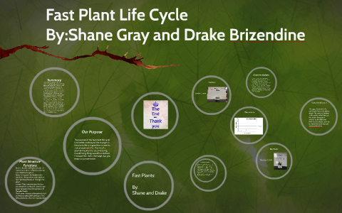 Fast Plant Life Cycle by shane gray on Prezi
