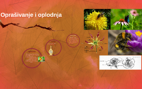 Oprašivanje i oplodnja by Ilmica Ilma on Prezi