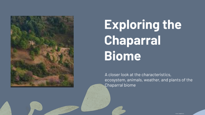 Exploring the Chaparral Biome by Munireach Khannara on Prezi