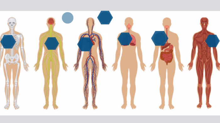 6 Body Systems by Tayvin Backus on Prezi